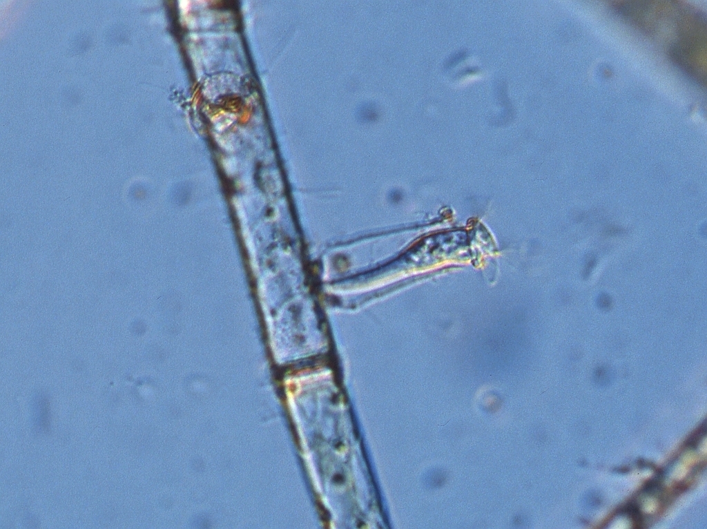 Vaginicola crystallina from Lac Gilbert, Austin, QC J0B 1B0, Canada on ...