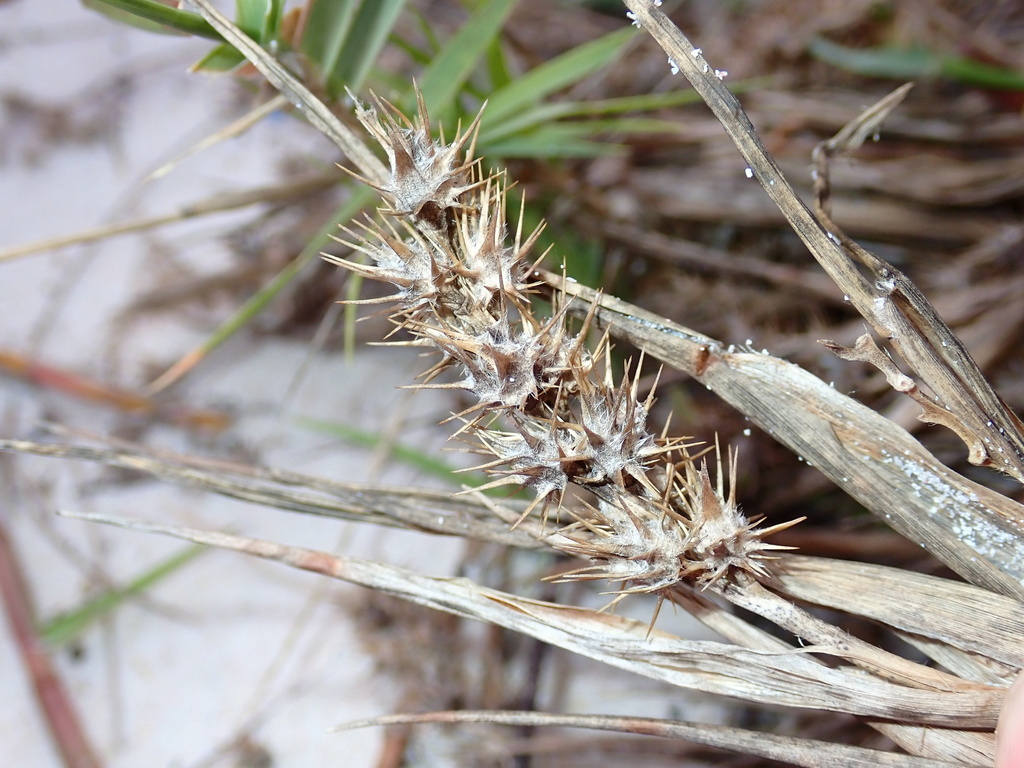 dune sandbur from South Shore Park, Bermuda, BM on November 15, 2023 at ...