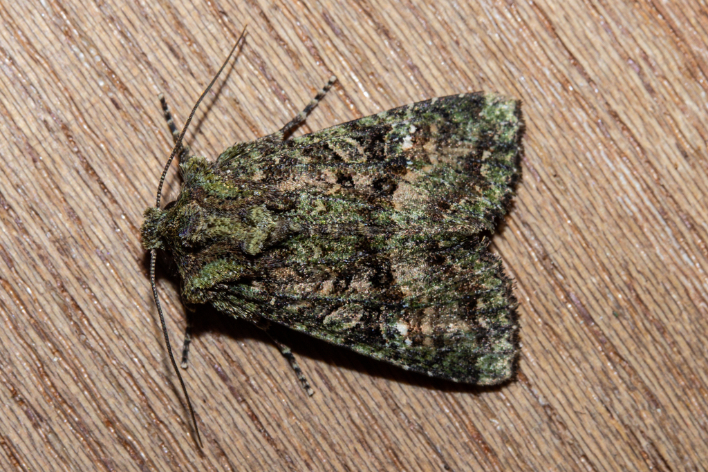 Meterana from Pebbly Hill, New Zealand on October 30, 2023 at 02:23 PM ...