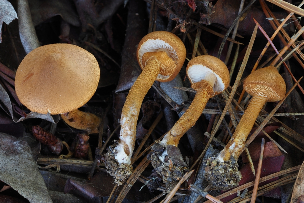 Cystoderma carcharias fallax from Ukiah, CA 95482, USA on November 26 ...