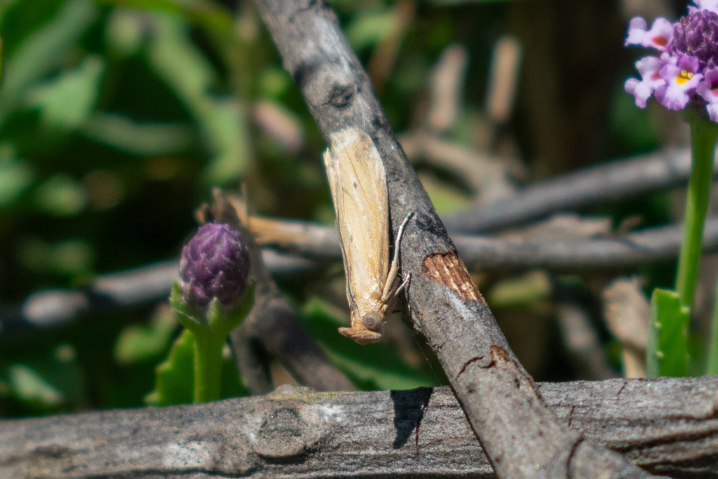 Crambid Snout Moths from La Serena, Coquimbo, Chile on November 27 ...