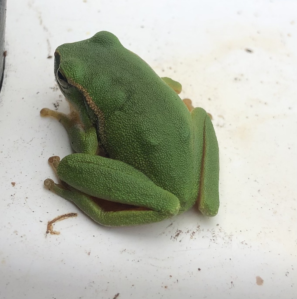 Ranoidea from The River Rd, Mogood, NSW, AU on November 28, 2023 at 01: ...