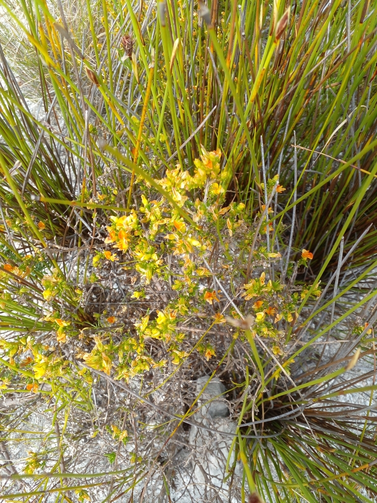 Fir Capegorse from Overstrand Local Municipality, South Africa on ...