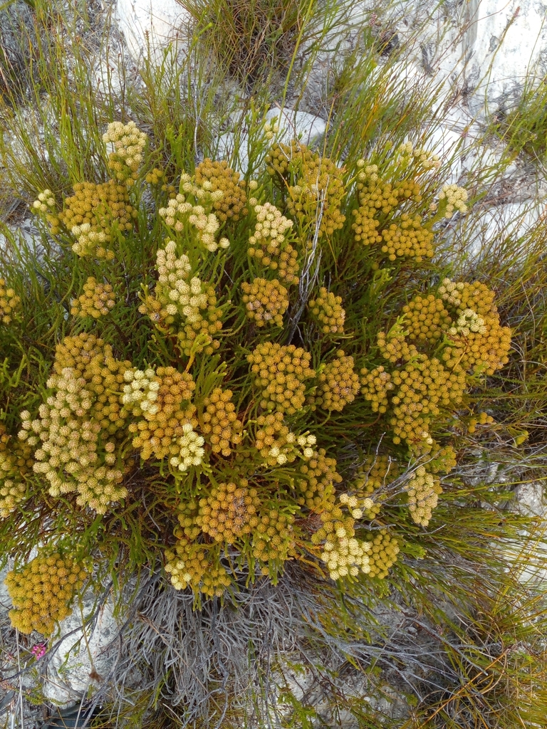 Spikekol from Overstrand Local Municipality, South Africa on November ...