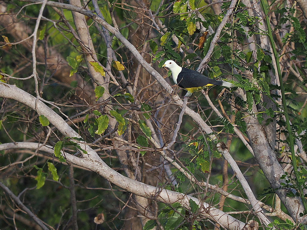 Black-backed Fruit Dove from Leti, Luhulely, Pulau Letti, Maluku Barat ...