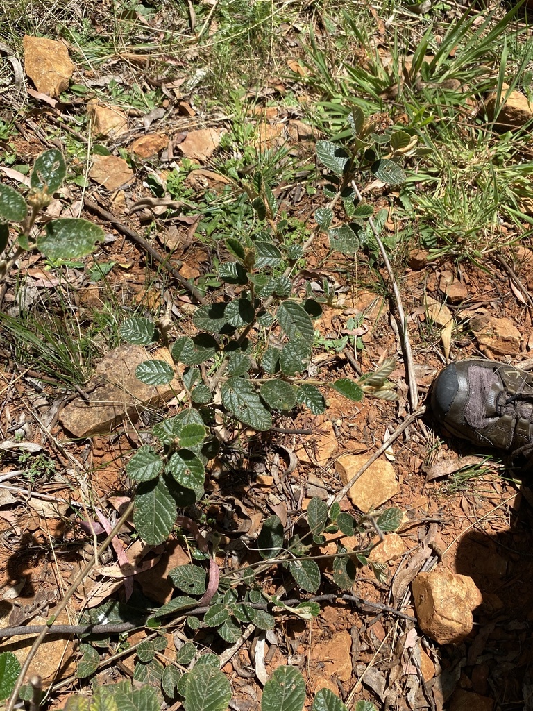 woolly-headed pomaderris from Cotter River, ACT, AU on October 29, 2023 ...