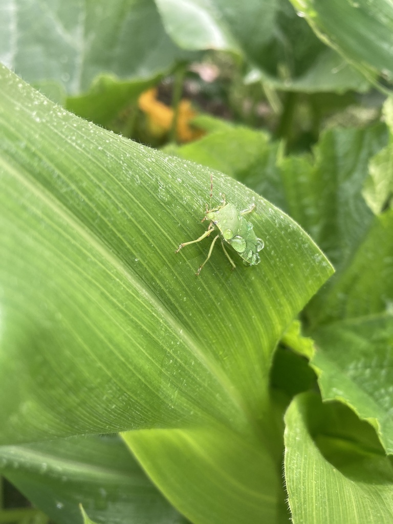 Southern Green Stink Bug in November 2023 by spite299 · iNaturalist