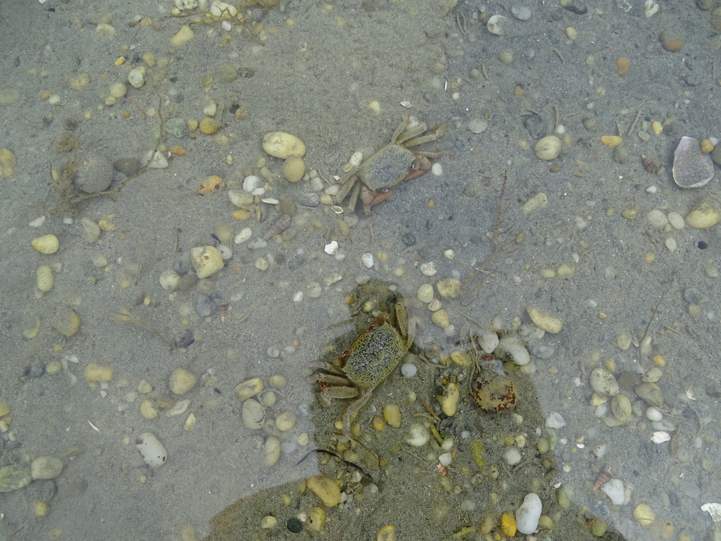 New Zealand sentinel crab from Southland, New Zealand on November 27 ...