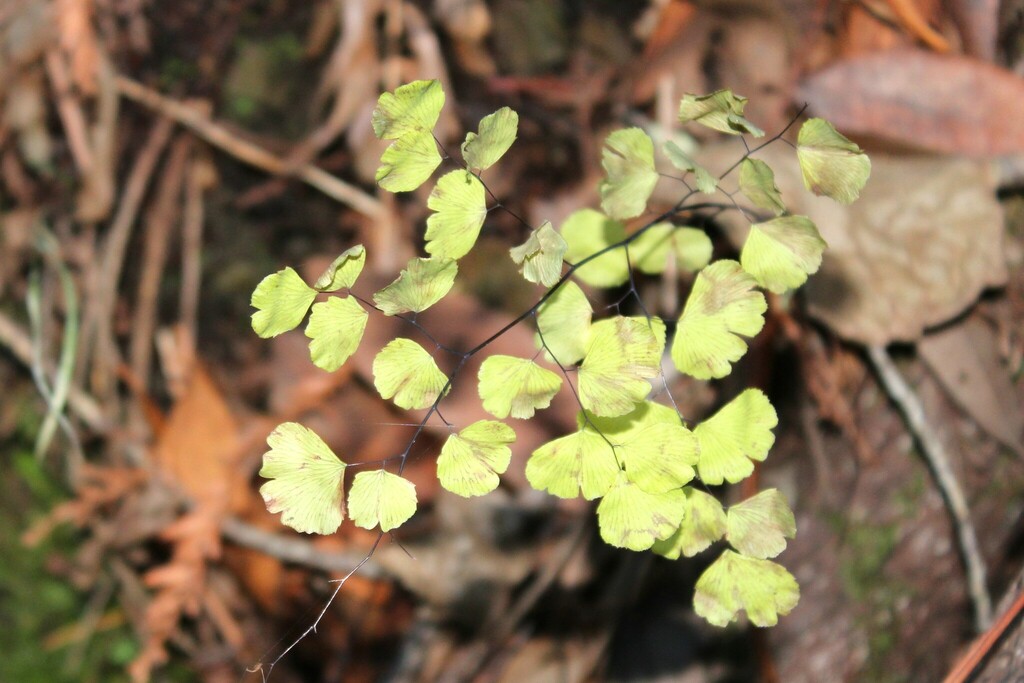 California Maidenhair Fern from Alex Forman Trail, California 94930 ...