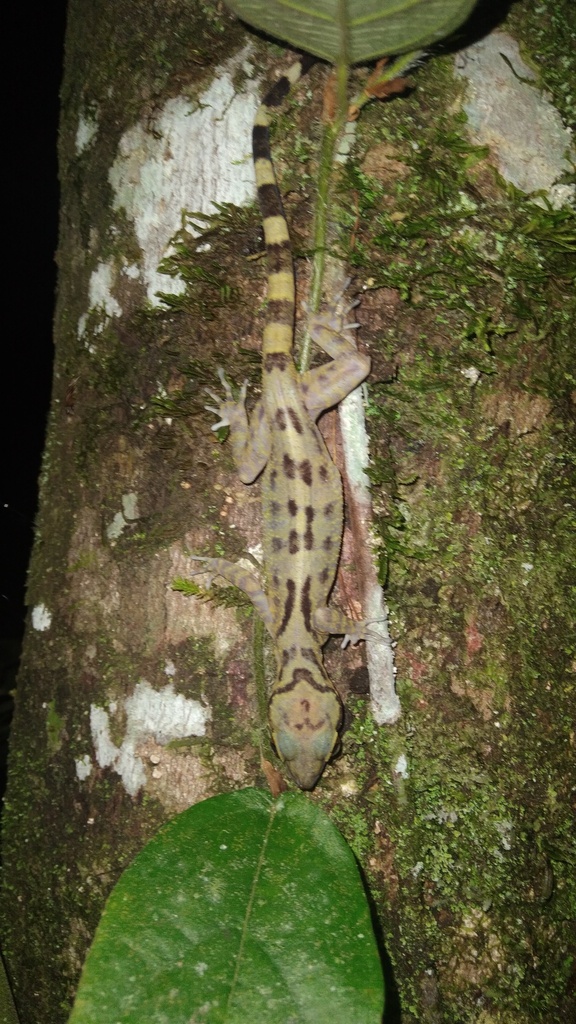 Cyrtodactylus gonjong from Puncak anai, kayu tanam sumatera barat on ...