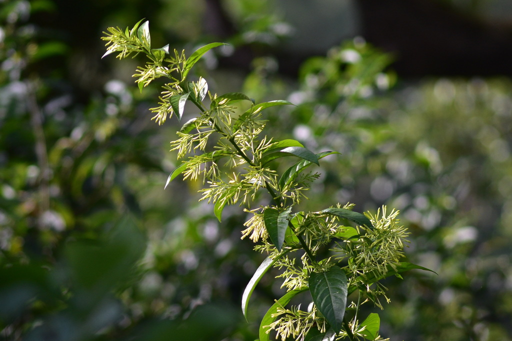 night jessamine from Alstonville NSW 2477, Australia on November 24 ...