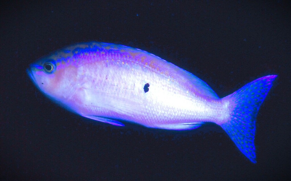 Barber Perch from North Coast Kangaroo Island on May 5, 1988 by David ...