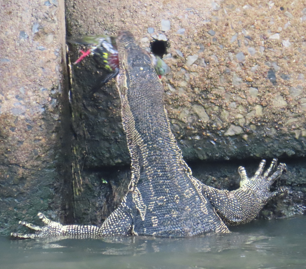 Southeast Asian Water Monitor from Banglamphu แขวงบางขุนพรหม เขตพระนคร ...