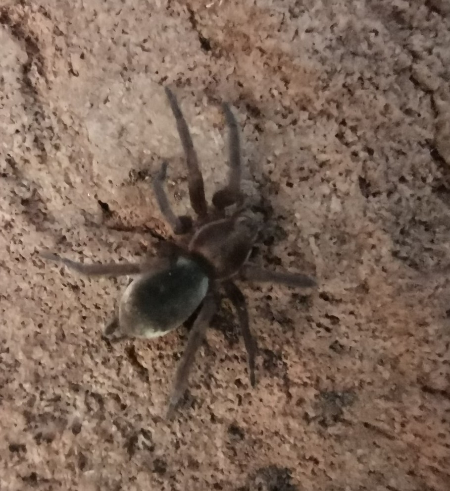 Ground Spiders in November 2023 by michelledw · iNaturalist