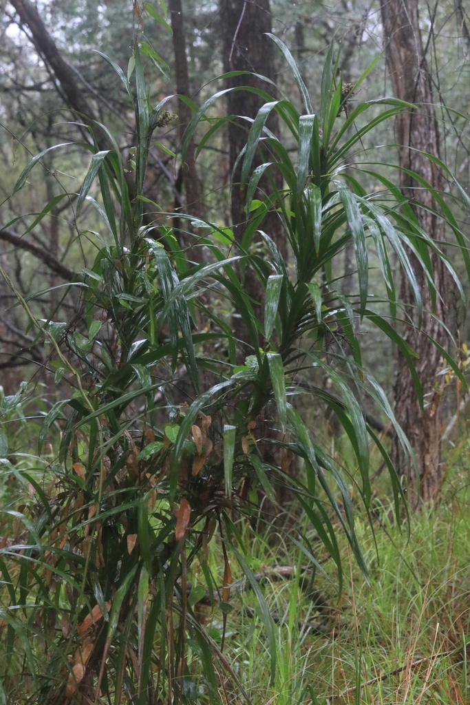 Slender Palm Lily from Coffs Harbour NSW, Australia on November 24, 2023 at 07:16 AM by Adrian ...