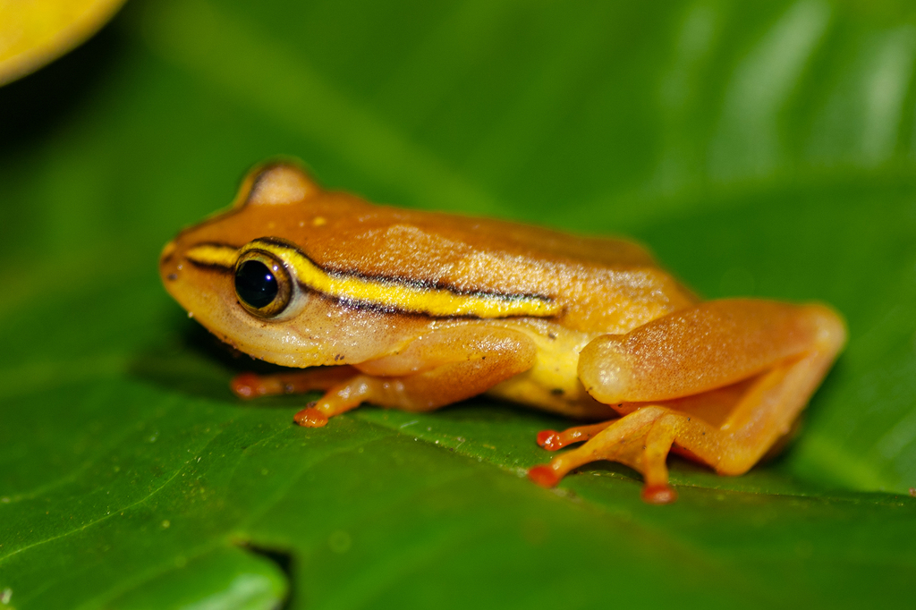 Mainland Reed Frog from Mulanje, Malawi on November 26, 2023 at 09:52 ...