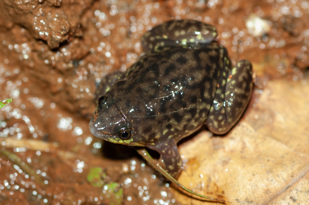 Shovel-nosed Frog from Mulanje, Malawi on November 25, 2023 at 08:35 PM ...