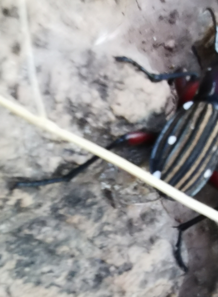 Tenspot ground beetle in November 2023 by michelledw. Spotted Ground ...