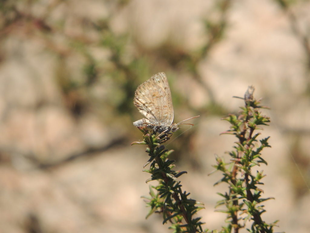 dull copper from Cape Farms, Cape Town, South Africa on November 27 ...
