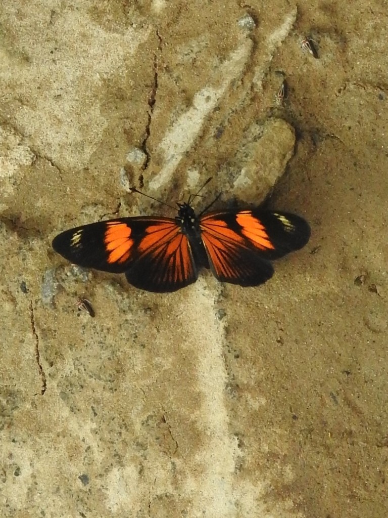 Castilia perilla from Orellana Province, Ecuador on December 01, 2018 ...