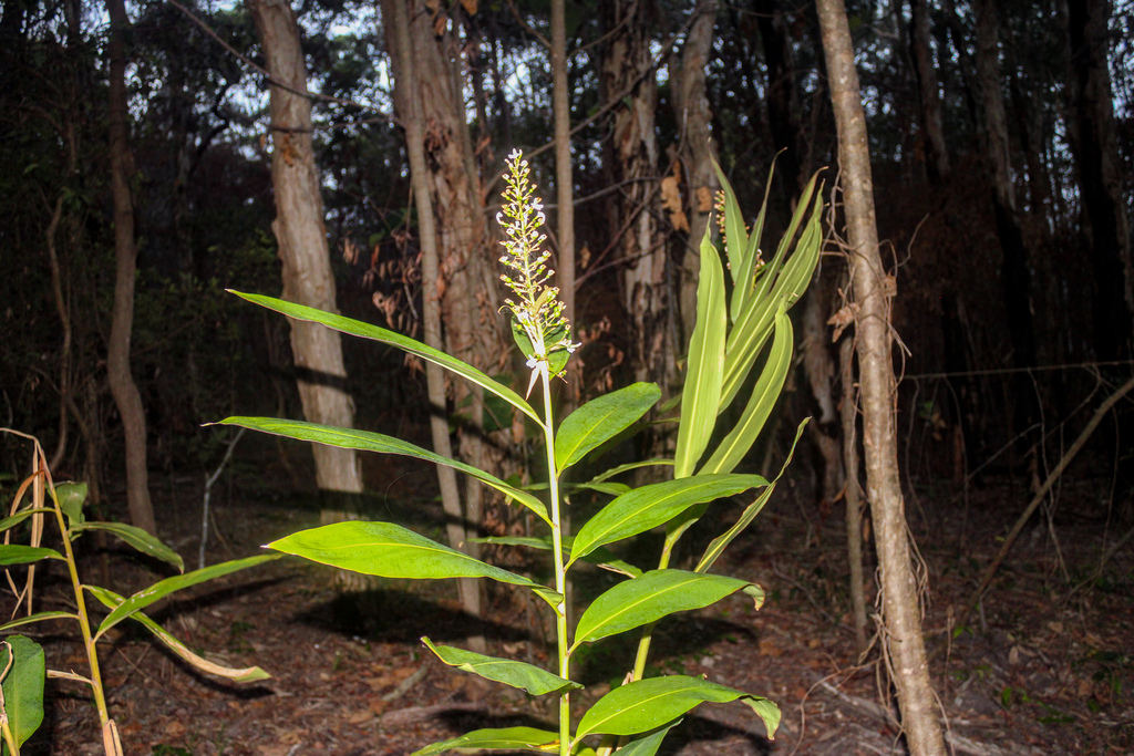 Native Ginger from Alexandra Headland QLD 4572, Australia on November ...