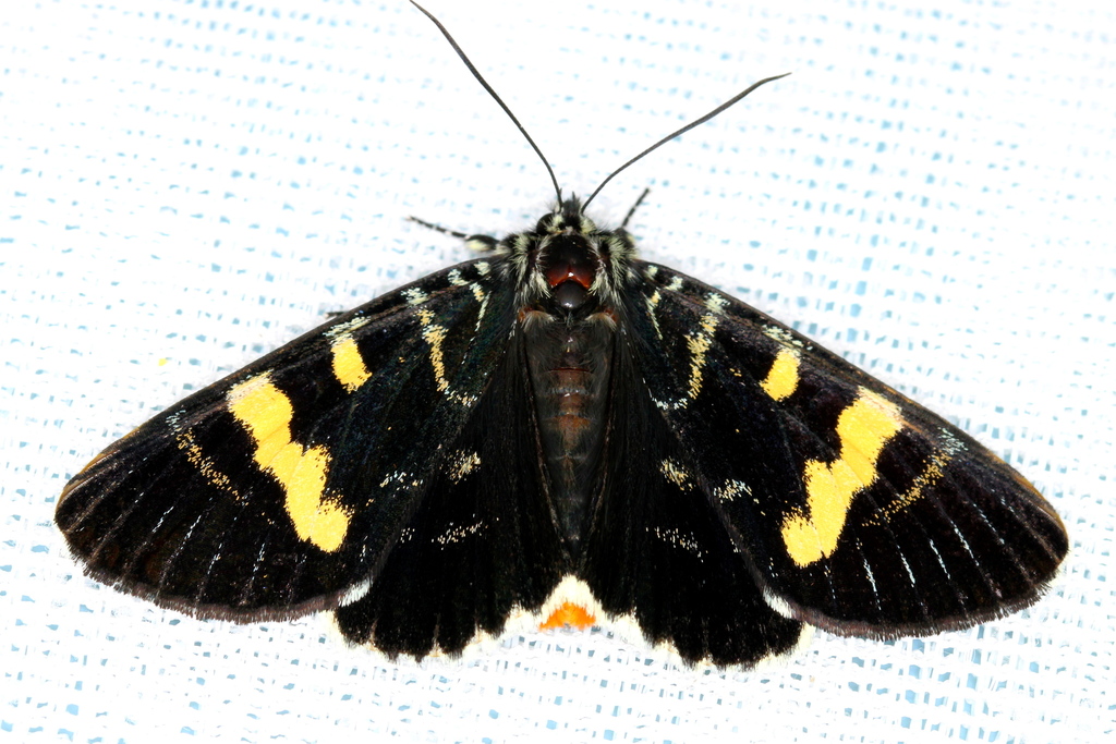 Australian Grapevine Moth from Sydney NSW, Australia on November 27 ...