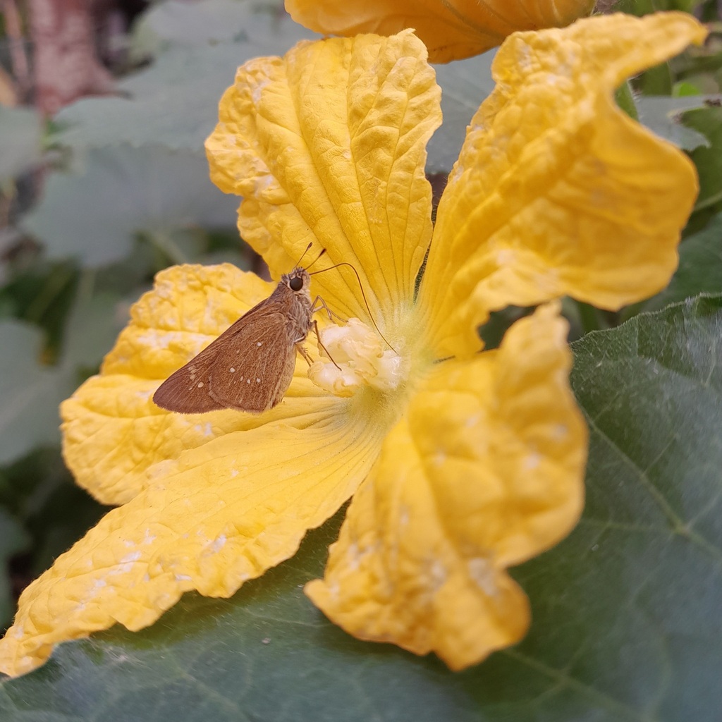 Small Branded Swift from Namkhana, West Bengal, India on November 27 ...