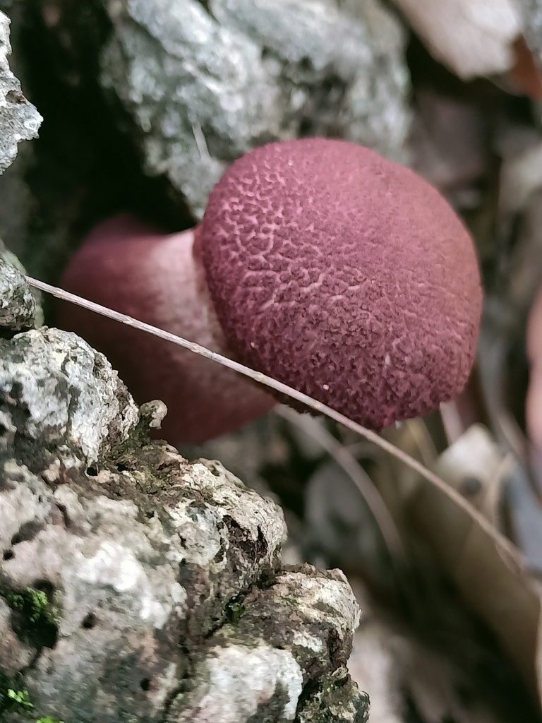 Boletellus from Sydney NSW, Australia on November 26, 2023 at 03:59 PM ...