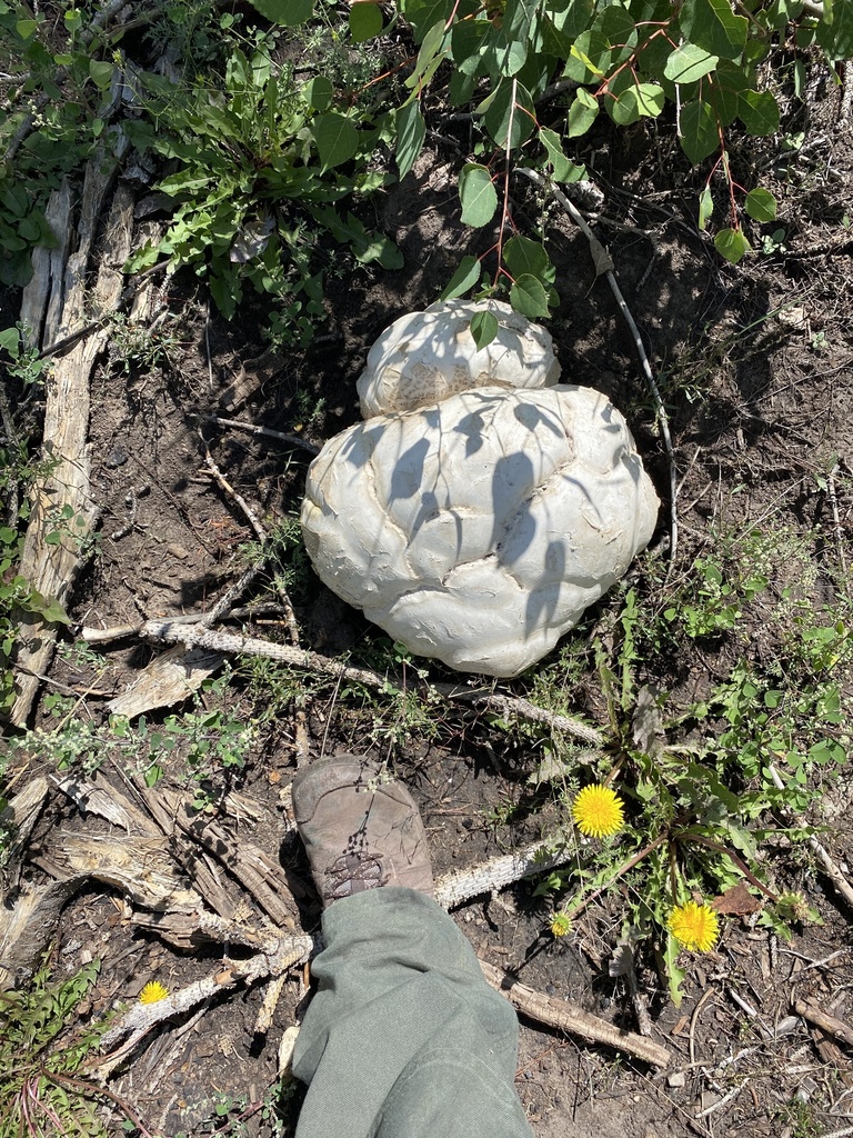Western Giant Puffball from Great Basin National Park, Baker, NV, US on ...