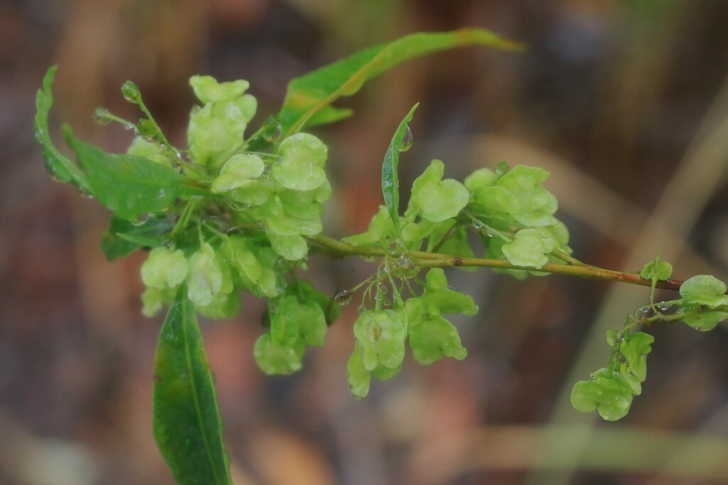 Common Hop Bush from Coffs Harbour NSW, Australia on November 24, 2023 ...
