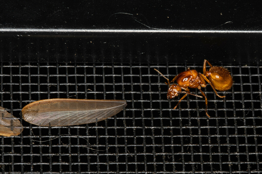 Collared Ants from 27 Mary Cairncross Ave, Maleny QLD 4552, Australia ...