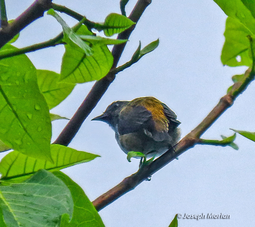 Halmahera Flowerpecker from South Halmahera Regency, North Maluku ...