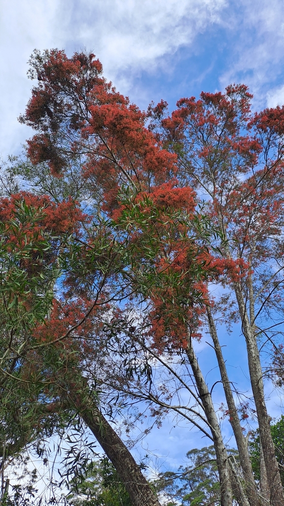 New South Wales christmas bush from Karangi NSW 2450, Australia on November 27, 2023 at 04:34 PM ...