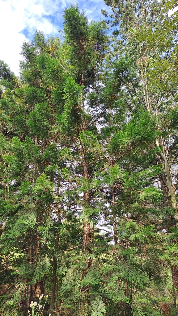 Hoop pine from Karangi NSW 2450, Australia on November 27, 2023 at 04: ...