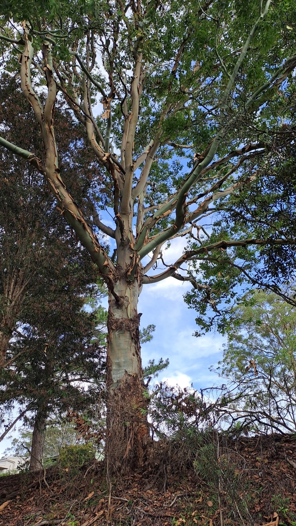 cadaghi from Karangi NSW 2450, Australia on November 27, 2023 at 04:36 PM by coolduck · iNaturalist