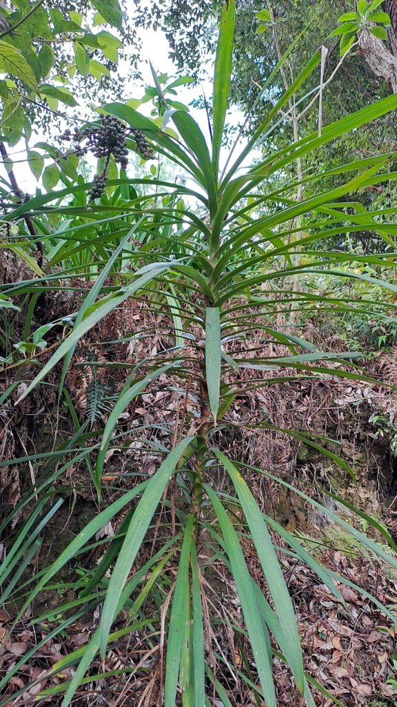 Slender Palm Lily from Karangi NSW 2450, Australia on November 27, 2023 at 04:43 PM by coolduck ...