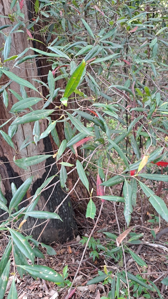 Blueberry ash from Karangi NSW 2450, Australia on November 27, 2023 at 04:48 PM by coolduck ...