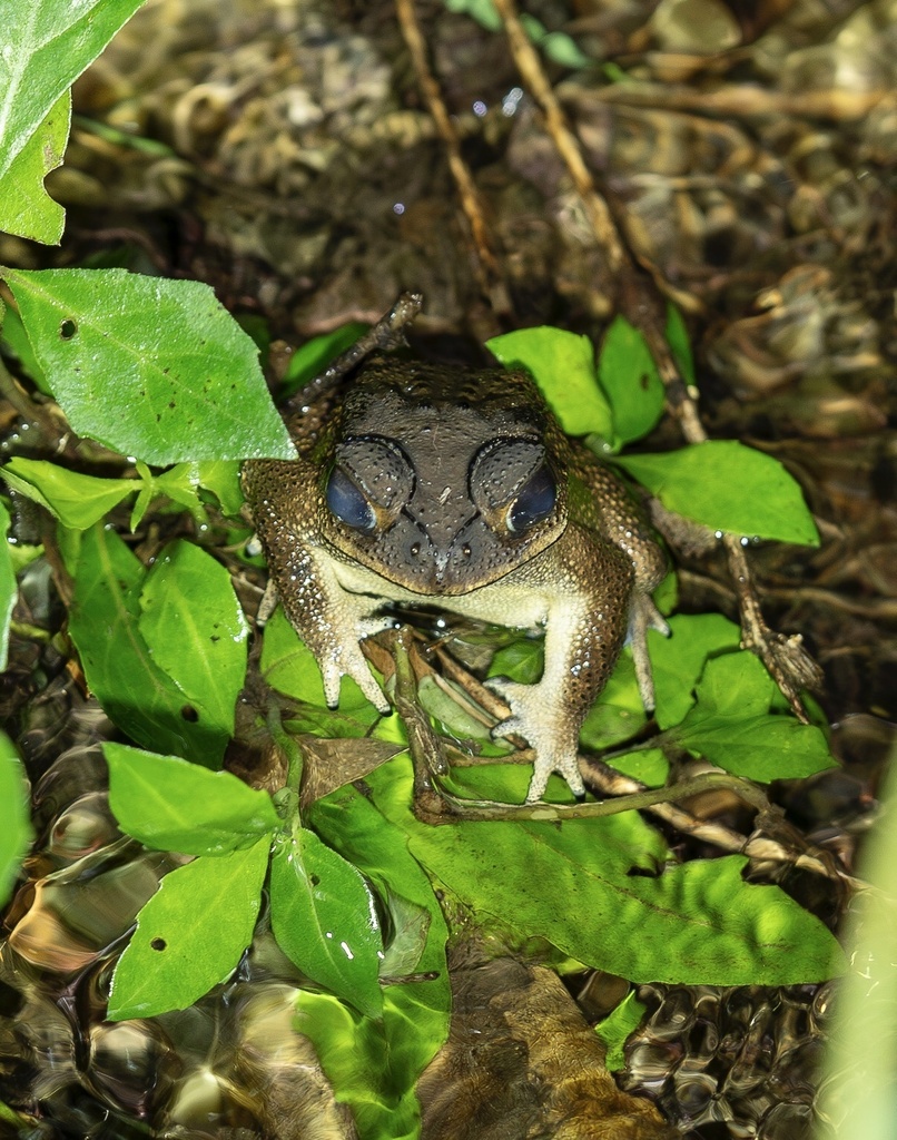 Asian Toads from Palani, Palani, TN, IN on November 7, 2023 at 06:40 PM ...