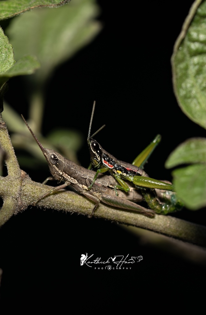 Neorthacris from Palani, Dindigul, TN, IN on October 22, 2023 at 05:03 ...