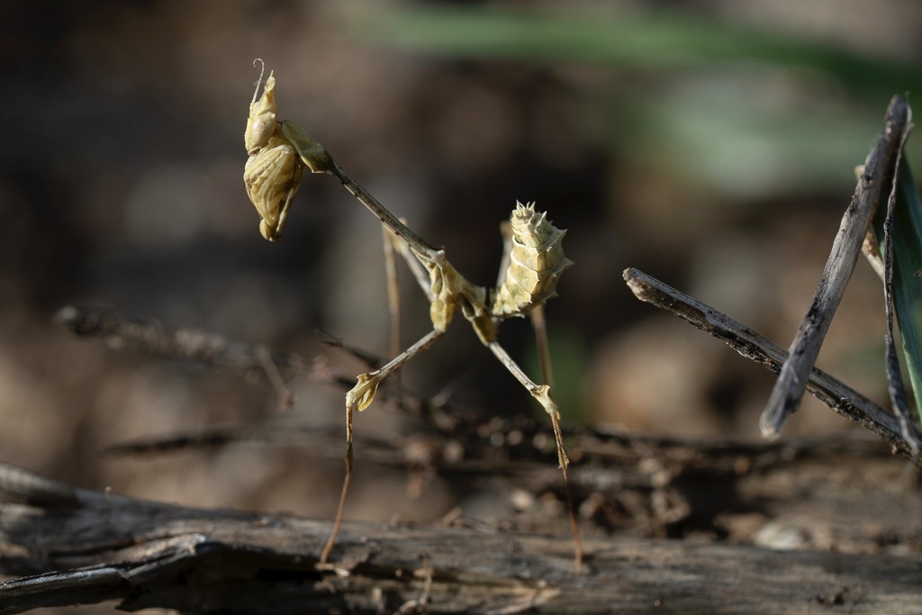 Wandering Violin Mantis from Varathamanathi Dam, Dindigul, TN, IN on ...