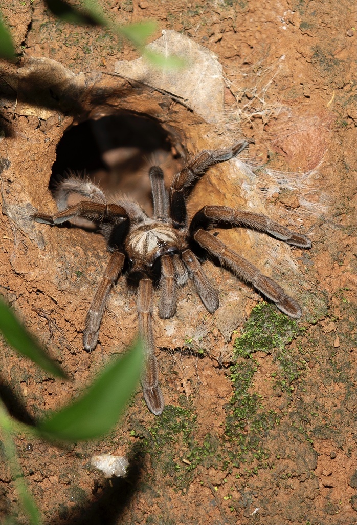 Indian Large Burrowing Spiders from Sirsi, Sirsi, KA, IN on August 12 ...
