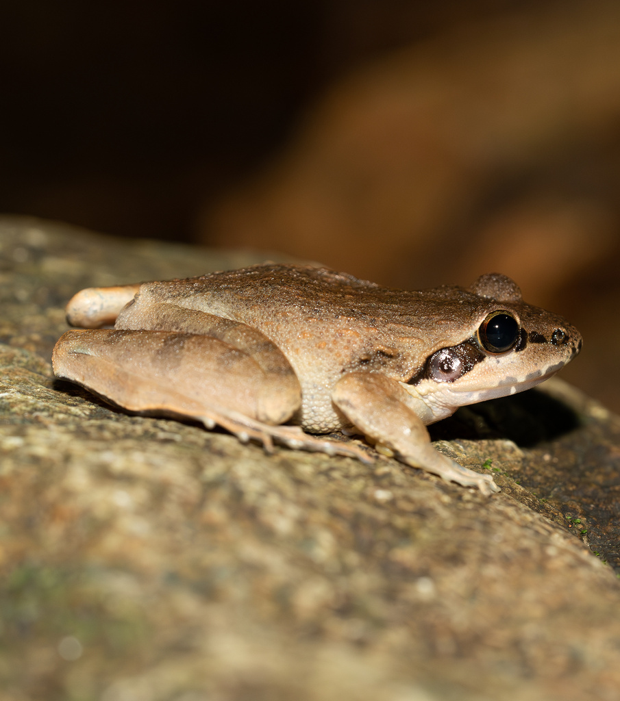 Indian frogs from Sirsi, Sirsi, KA, IN on August 12, 2023 at 09:00 PM ...