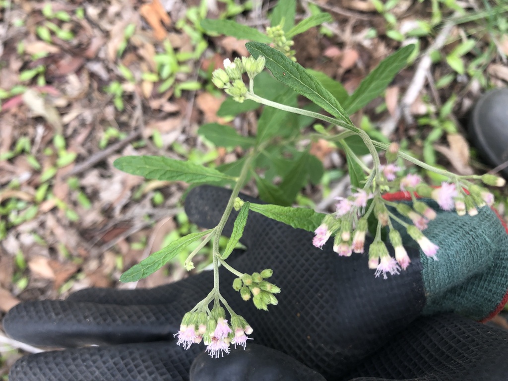 little ironweed from Verbena St, Mount Gravatt, QLD, AU on November 28 ...