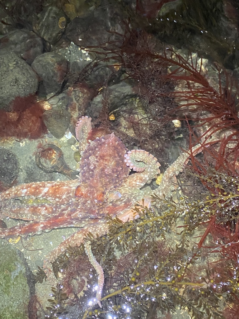 Giant Pacific Octopus from The Narrows, Tacoma, WA, US on November 27 ...