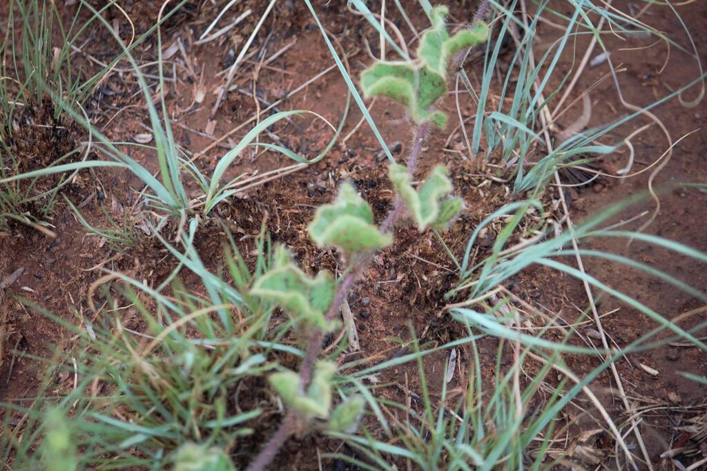 Ipomoea transvaalensis from Carletonville, 2499, South Africa on ...