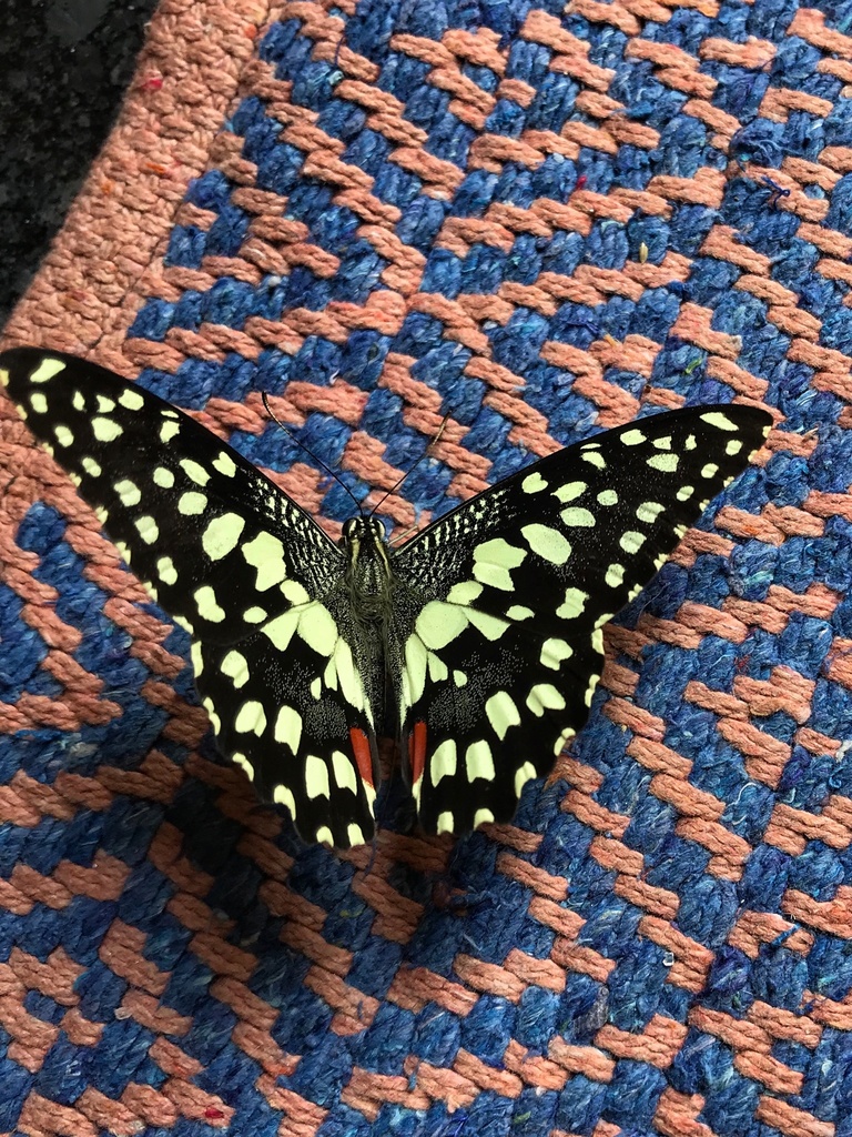 Lime Swallowtail from Palani, Dindigul, TN, IN on October 31, 2018 at ...