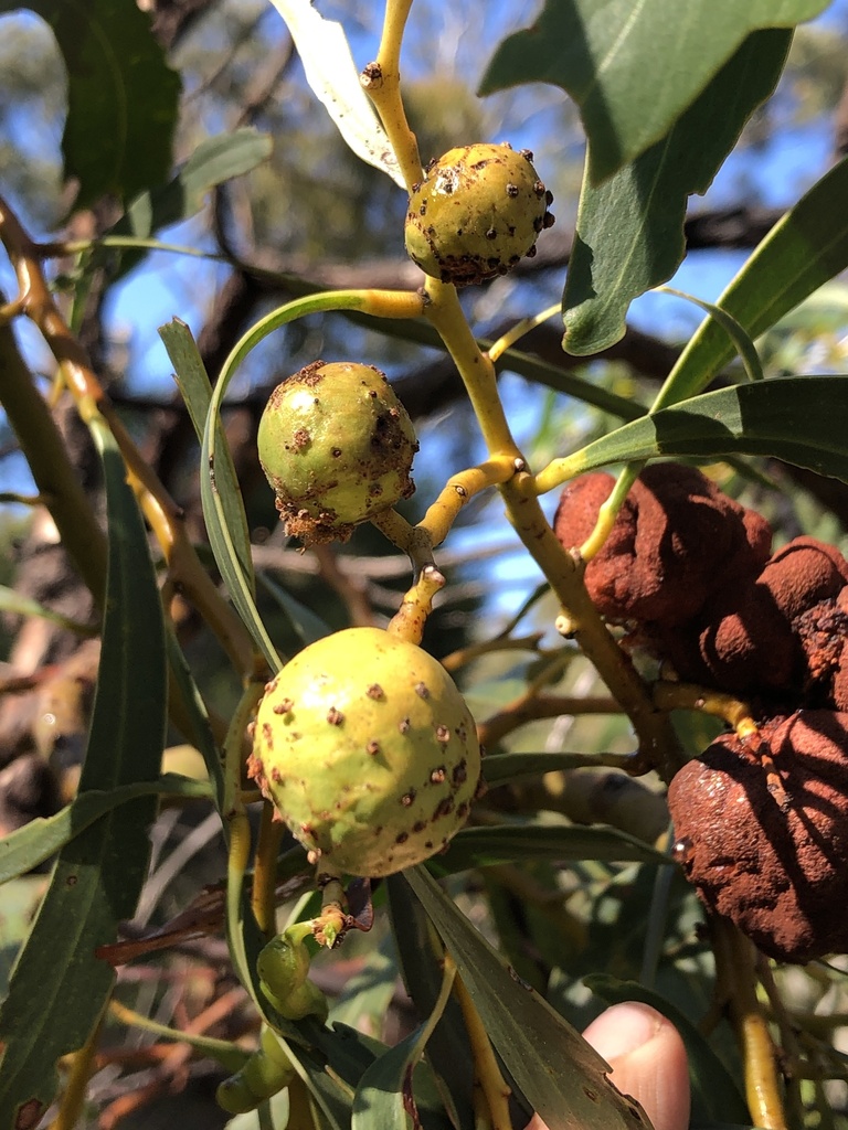 Golden Wattle Gall Wasp from Vale St, Skye, SA, AU on November 27, 2023 ...