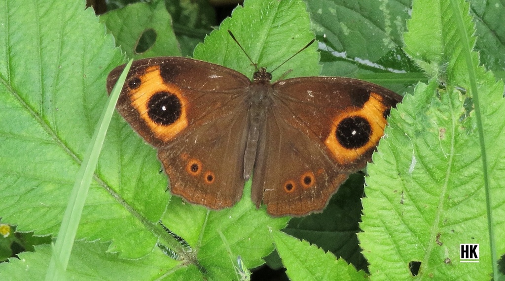 Red-disc Bushbrown from Rajmalai National Park, Dindigul, TN, IN on ...
