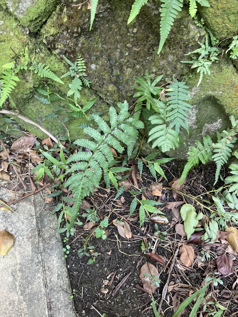 Christella acuminata from 臺灣島, 新店區, NWT, TW on November 28, 2023 at 04: ...