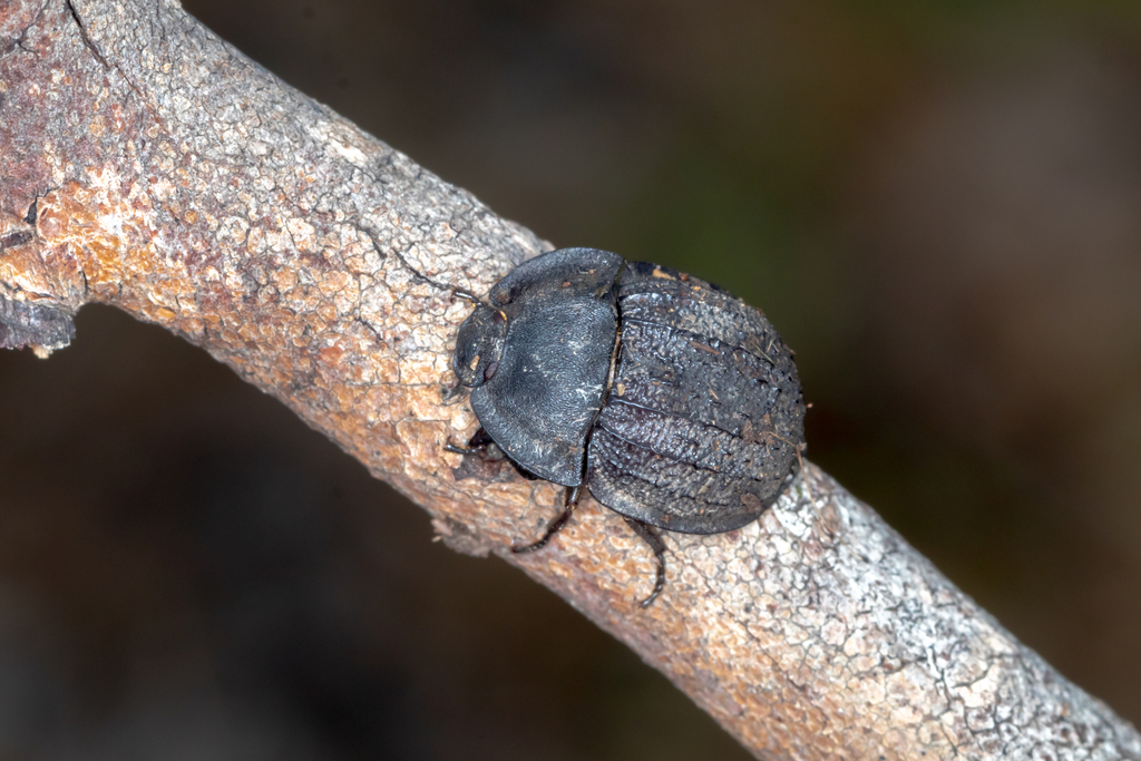Heleina from Greenvale VIC 3059, Australia on November 28, 2023 at 10: ...